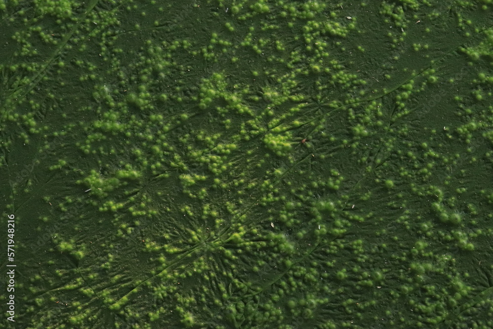 Blooming blue-green algae (Cyanobacteria)and . Water pollution of ...