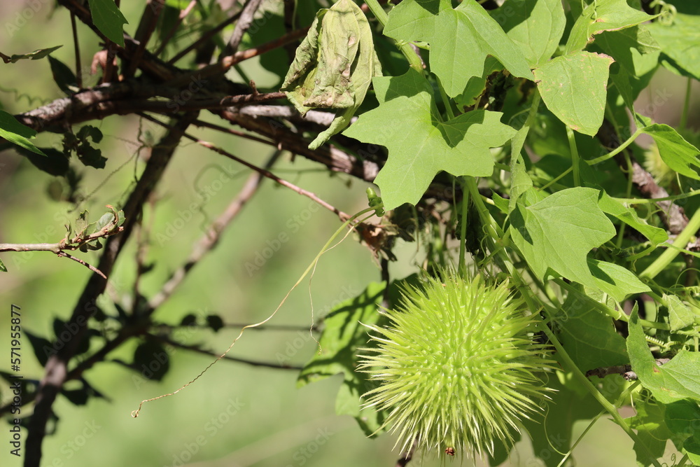 Immature spheric-oblong spiny dehiscent capsule fruit of Marah ...
