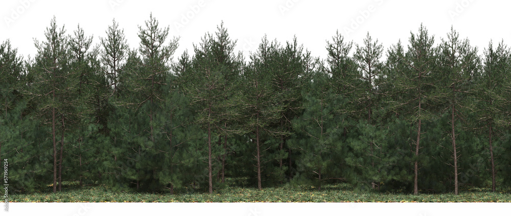 forest line, trees in the forest with grass and fallen leaves, isolated ...