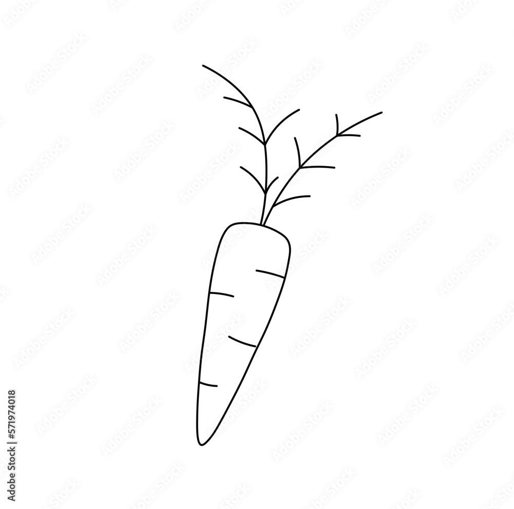 Vector isolated one single simple minimal carrot with tops colorless ...