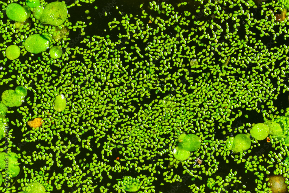 Foto de Spotless watermeal, rootless duckweed (Wolffia arrhiza) and ...