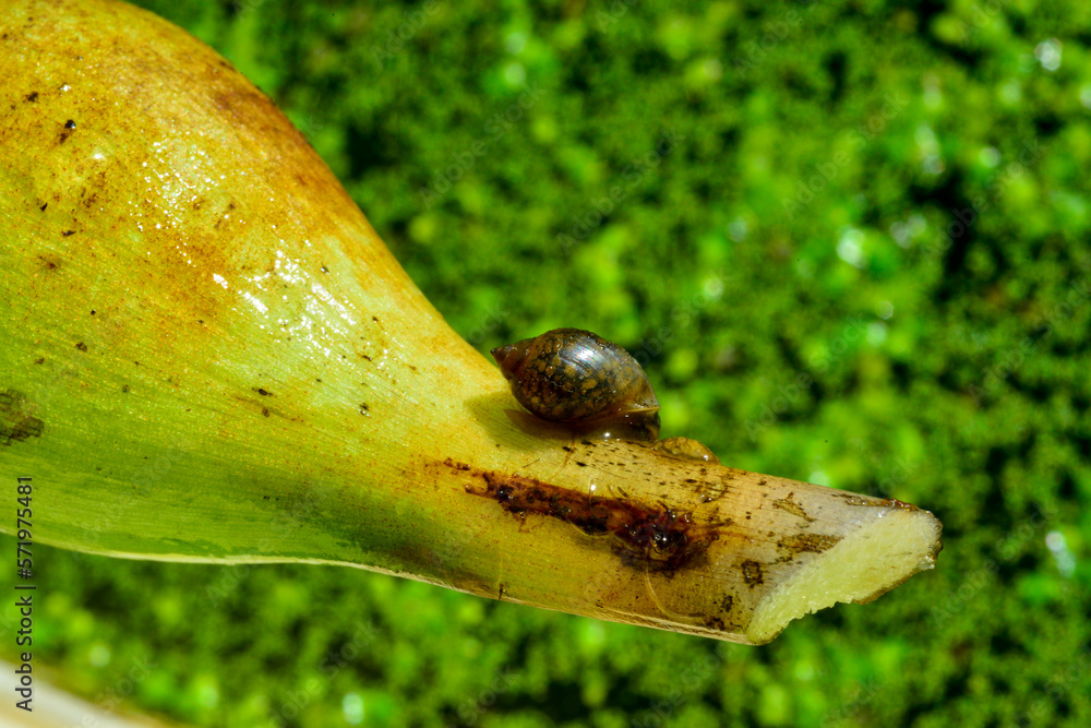 (Physa acuta) Gastropod mollusk, an invader in the south of Ukraine on ...