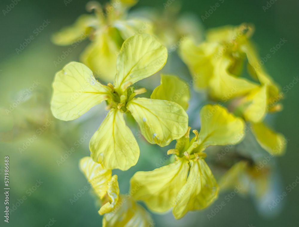 Foto de Rapeseed are annual crops of the cabbage family. There are 2 ...