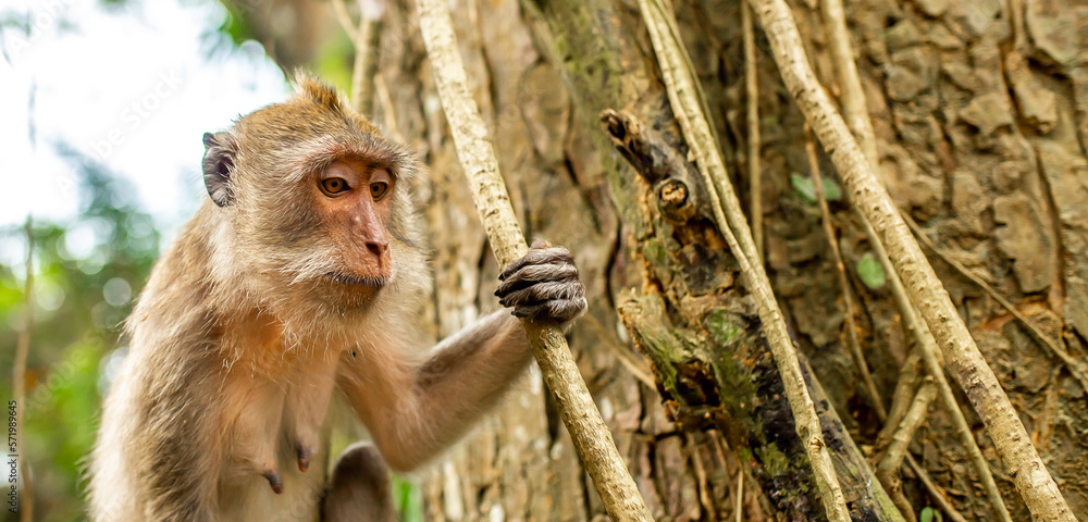 Monkeys in nature in the jungle of Thailand. A flock of monkeys in the ...
