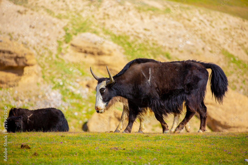 A herd of yaks graze in the mountains. Himalayan big yak in a beautiful ...
