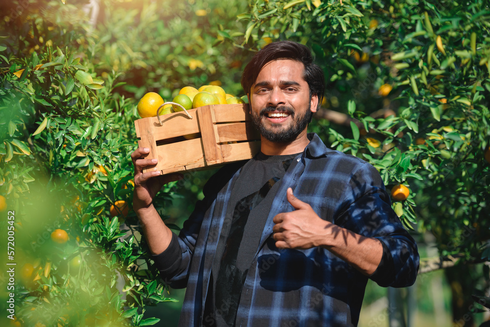 Asian indian man farmer working in organic orange plantation. Happy ...