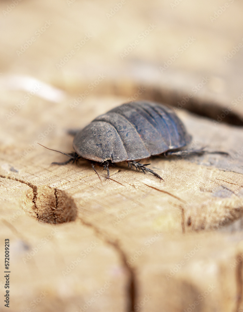 Turkmen cockroach - turtle. A striped cockroach that sits and crawls on ...
