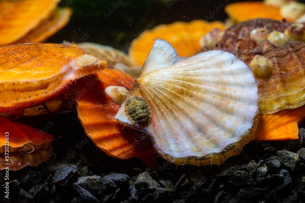 Ancient armored mollusk (Chiton polii) on the shell of a clam Smooth ...
