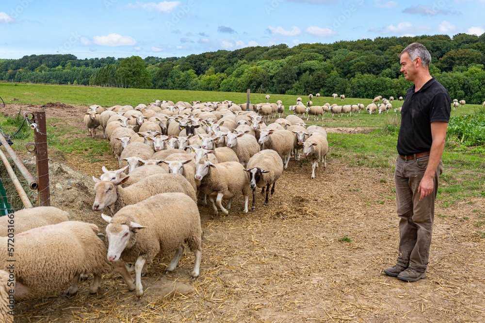 Foto de Rentrée des brebis à la bergerie par l'éleveur. Race Romane et ...