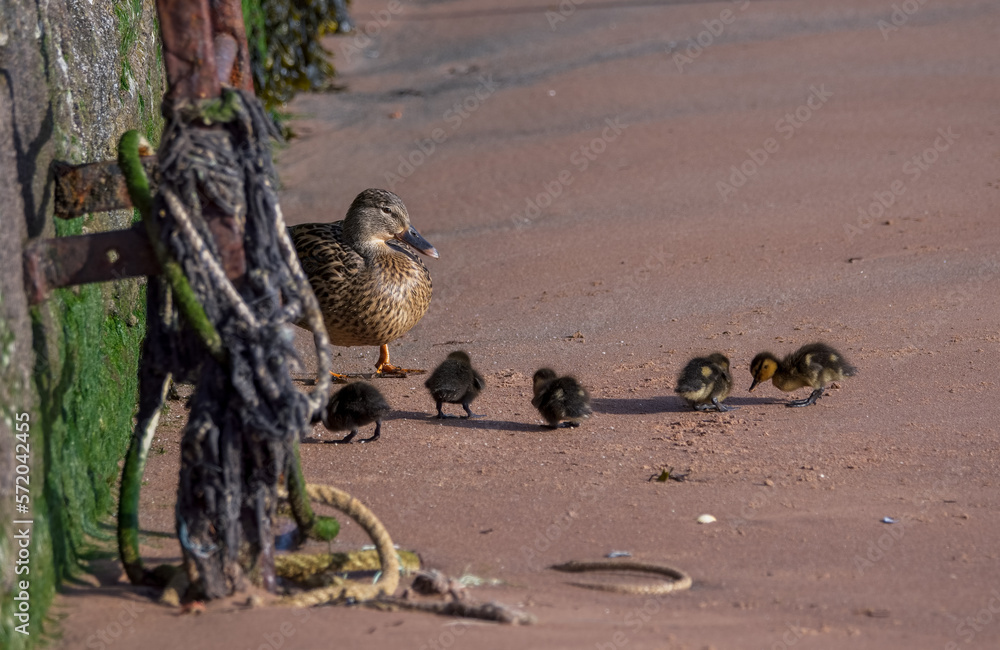 Mother duck and her ducklings taking a paddle at the seaside. Fluffy ...