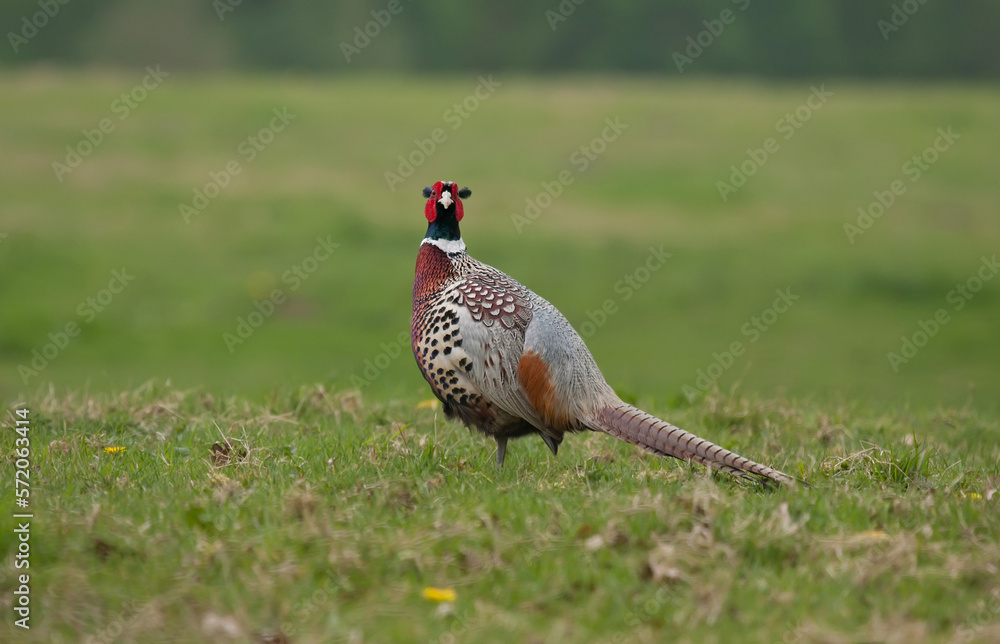 male Ringneck Pheasant scientific name Phasianus colchicus upright in a field of grass Stock ...