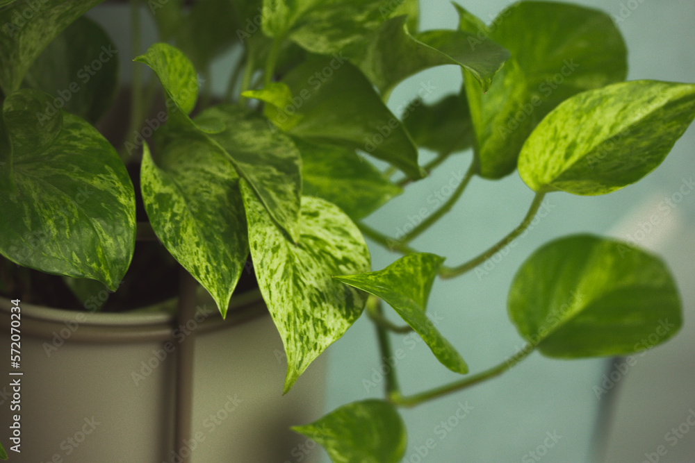 Epipremnum Aureum Flower
