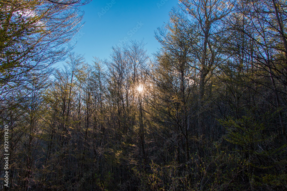 Tree, Nature, Landscapes, Wood, Wind, Crooked, Creation, Waters, Sea ...