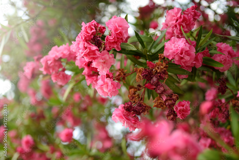 Flowering branch of pink oleander (Nerium oleander) tree. Beautiful ...