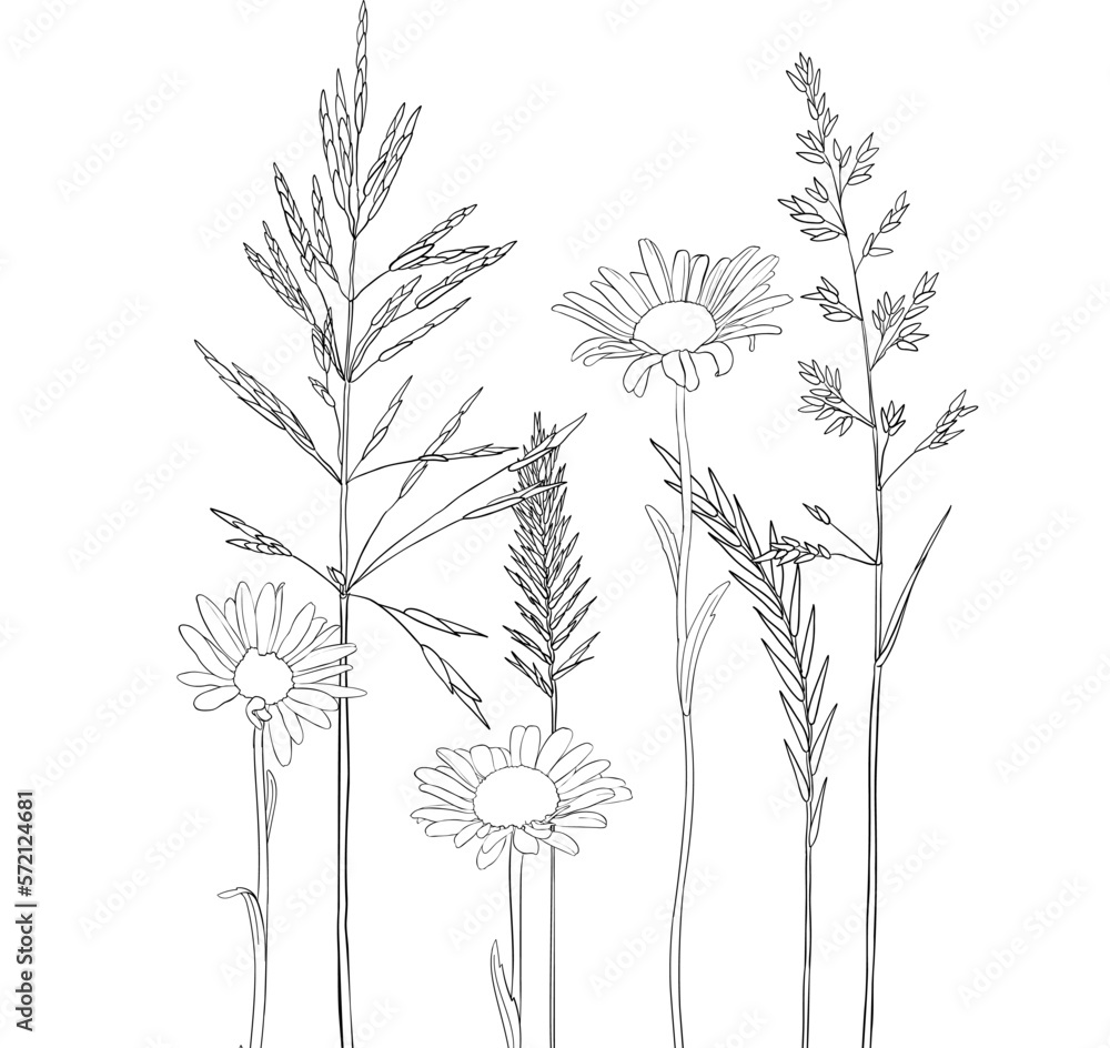 vector drawing grass plants and daisies, line drawing floral elements ...
