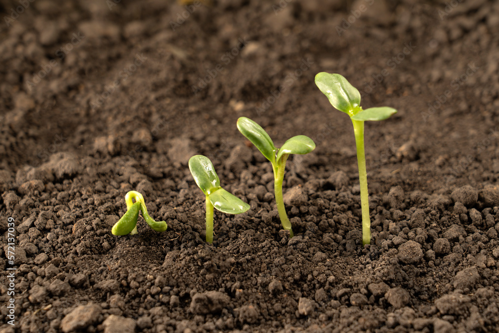 Growing seedlings from rich soil. agriculture, horticulture. The ...