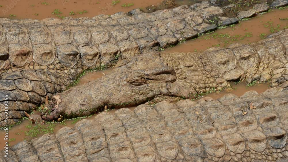 A close-up of an injured African crocodile that is resting between two ...