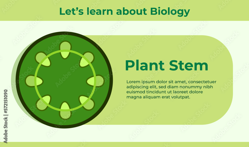 Biology natural plant stem system cells vector illustration with ...