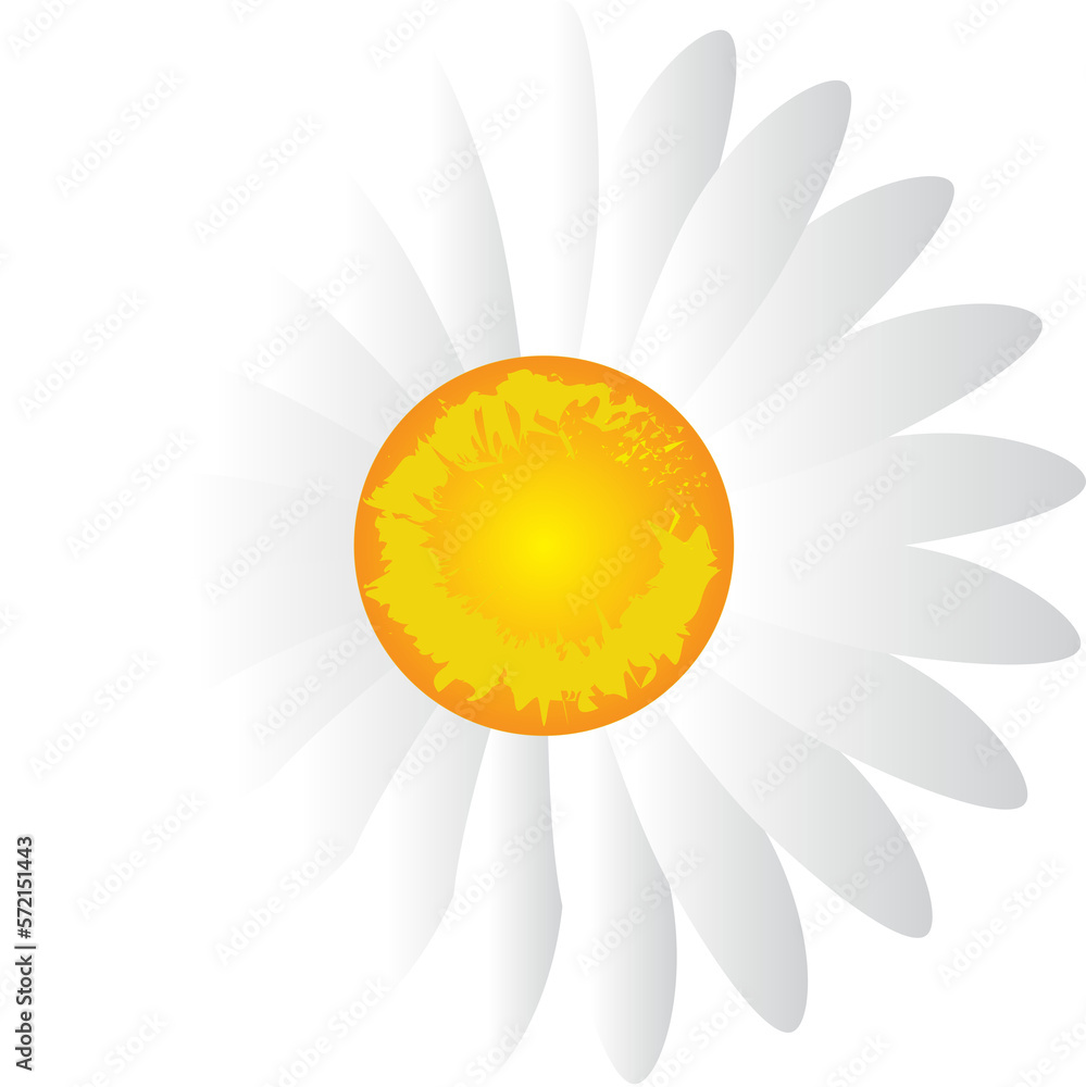 Daisy flower isolated on transparent background. Vector illustration ...