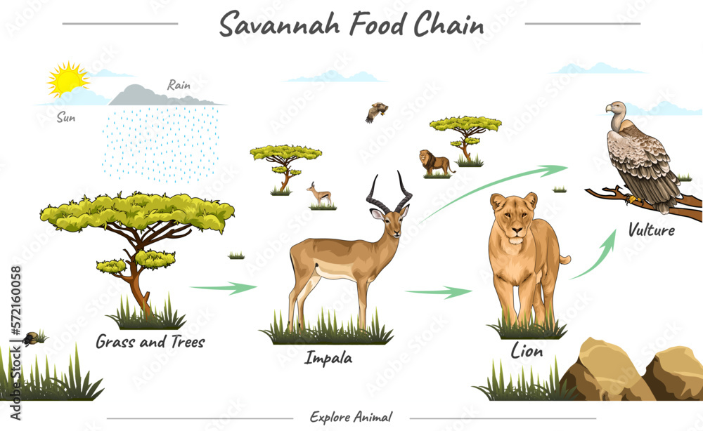 simple food chain in savannah illustration Stock Vector | Adobe Stock