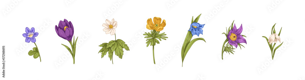 Spring flowers, vintage drawings set. Blossomed wildflowers in ...