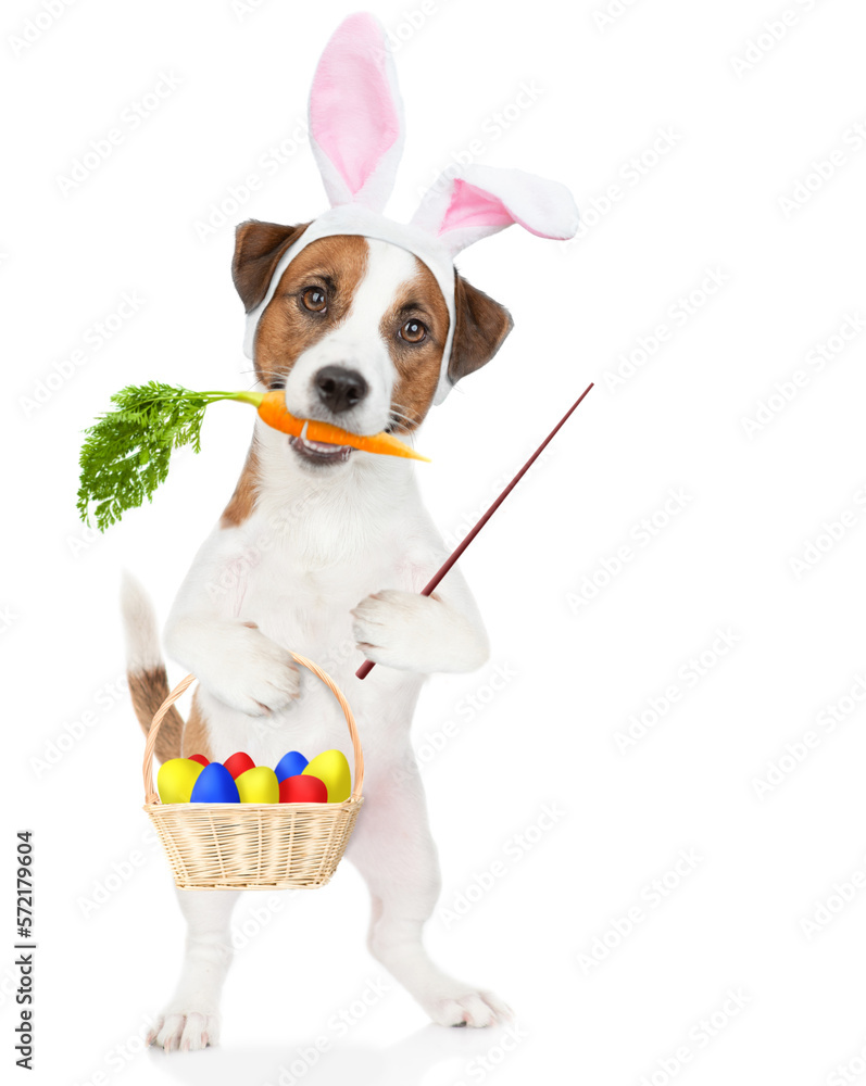 Jack russell terrier puppy wearing easter rabbits ears holds carrot in ...