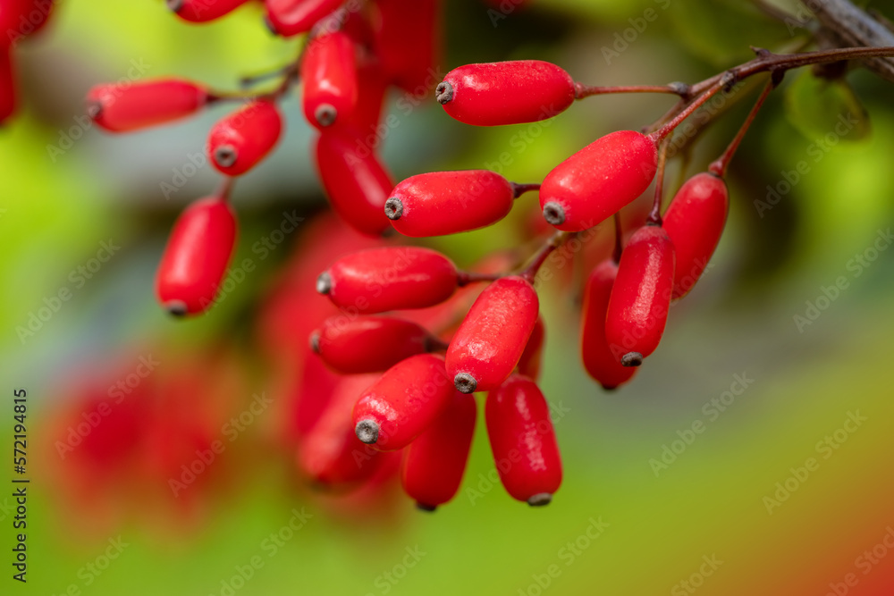 Barberry Berberis vulgaris branch fresh ripe berries natural green ...