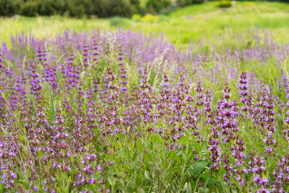 Meadow flowers, field. Medicinal herb prunella vulgaris with purple ...