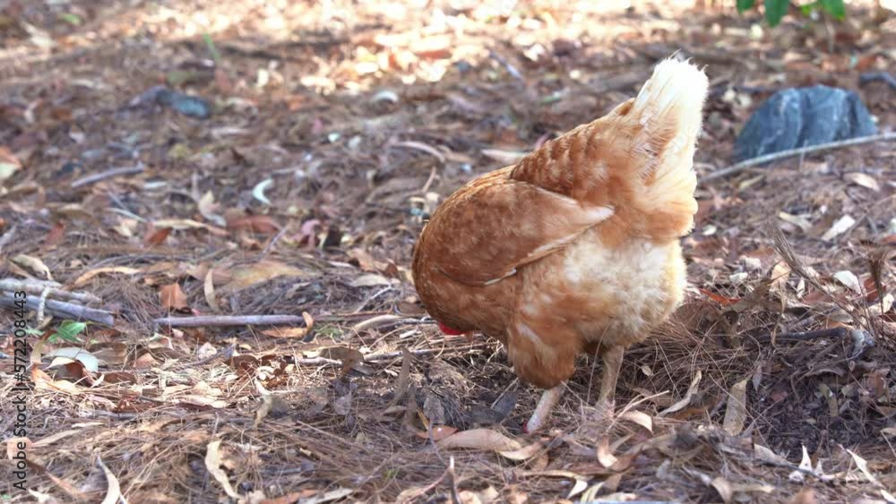 Chicken rooster, gallus gallus domesticus digging and scratching the ...