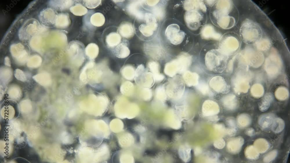 Movement of veliger mollusca larvae in laid eggs under a microscope ...