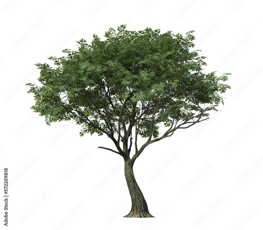 Ash tree isolated on transparent background png Stock Illustration ...