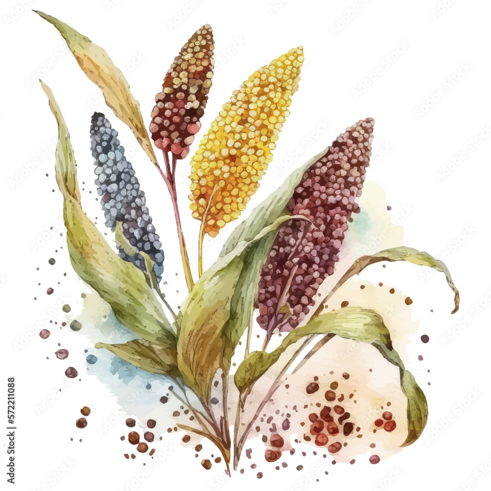 Watercolor millets illustration. Hand-drawn illustration isolated on ...