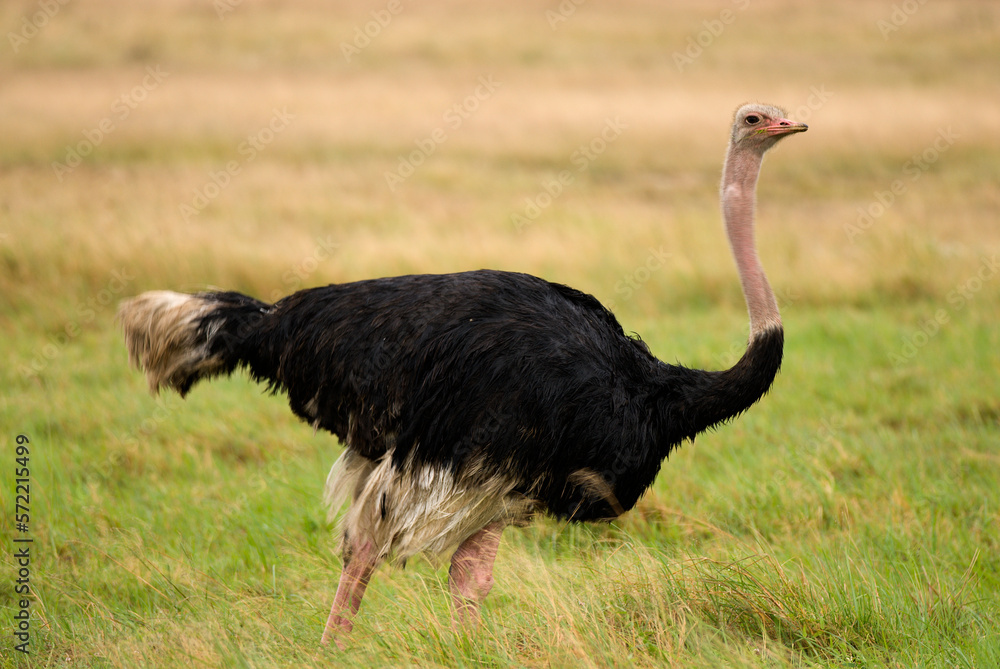 common ostrich (Struthio camelus) on the African sabannah (Safari in ...