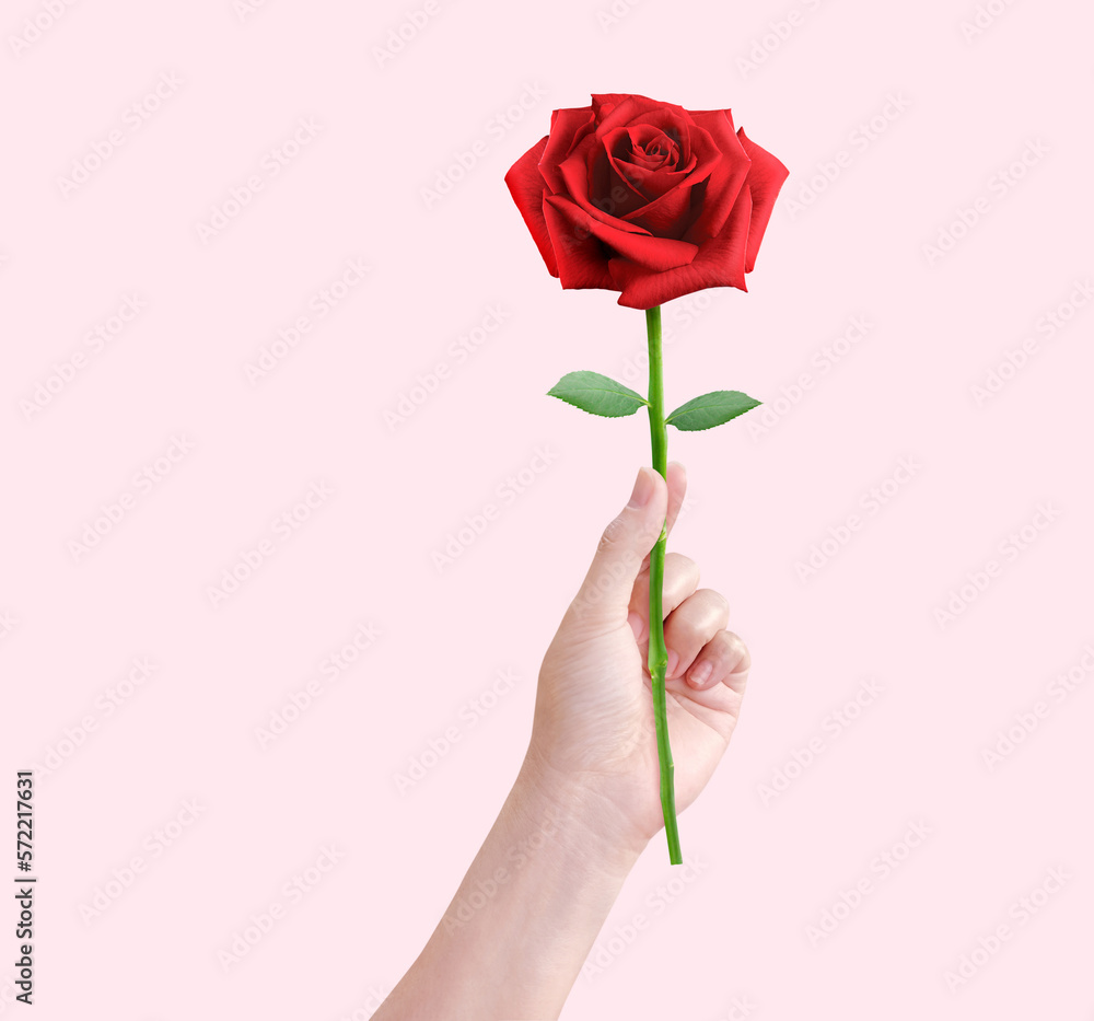 red rose in female hand isolated on pink background Stock Photo | Adobe ...