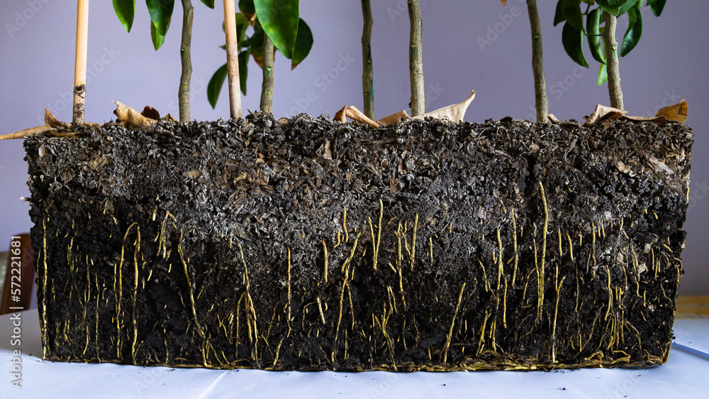 Ground Tissue System In Plants