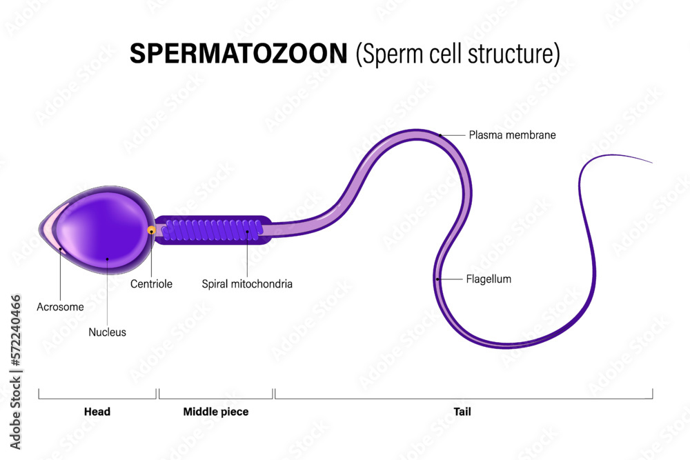 Human Sperm cell structure. Spermatozoon. Sperm anatomy vector. Stock ... Human Sperm cell structure. Spermatozoon. Sperm anatomy vector. Stock ...