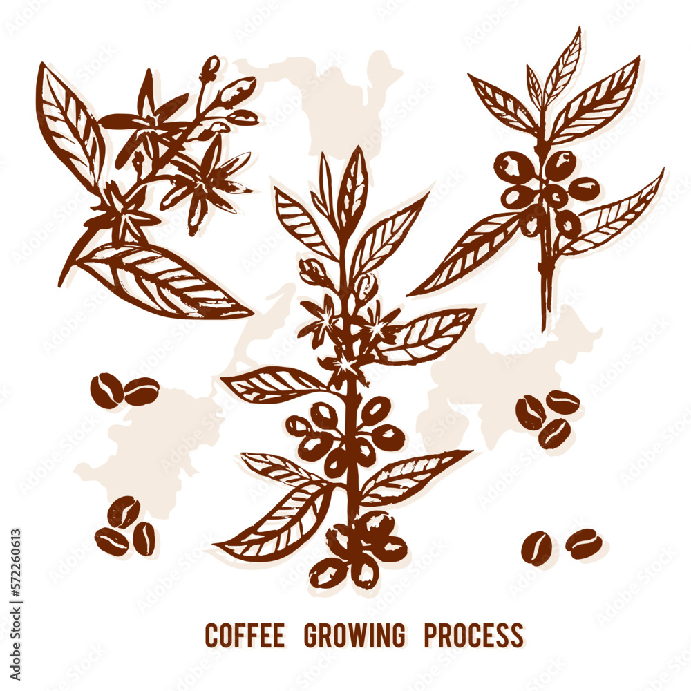 Set of branch coffee painted by brush (hand-drawn). Plant with leaf ...