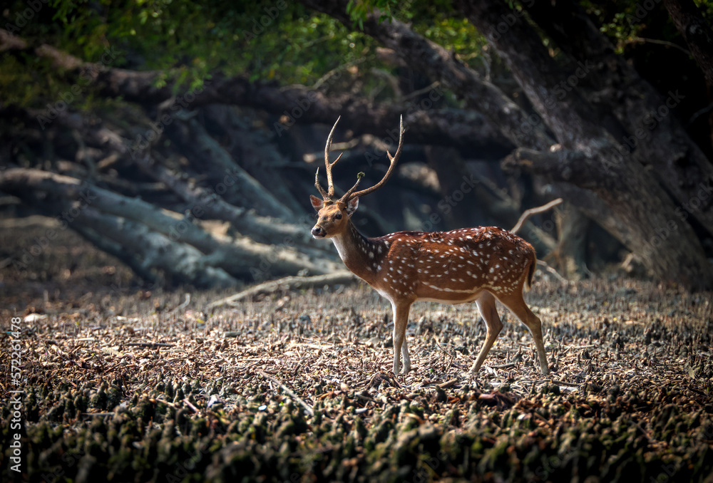 Photo & Art Print Wild chital, also known as spotted deer, chital deer ...