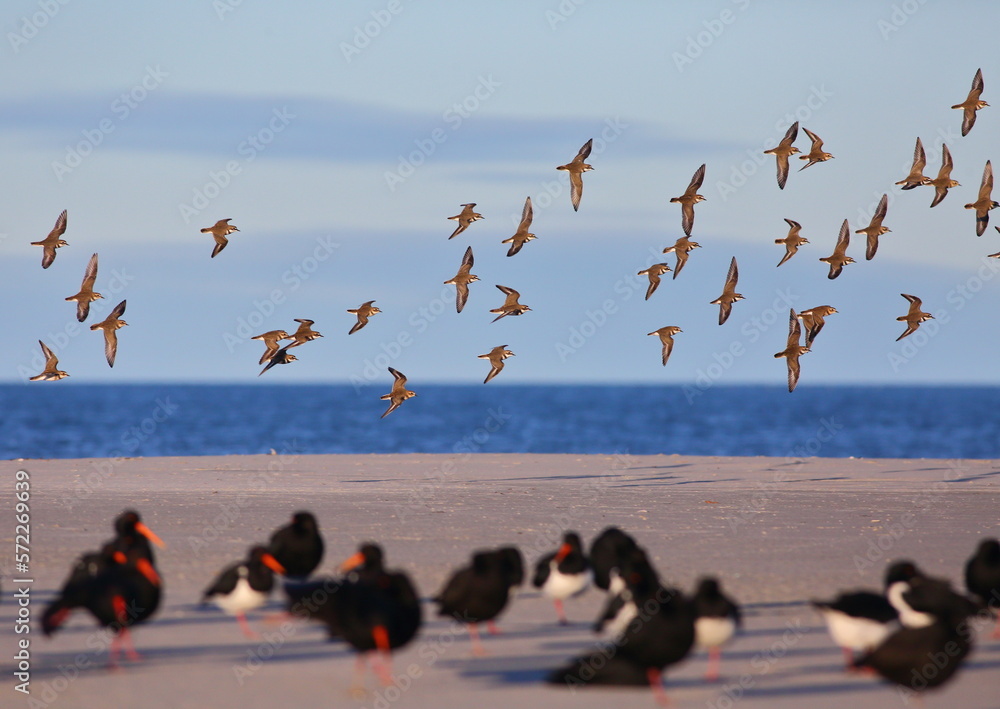 Double-banded plovers or Banded dotterels (Charadrius bicinctus) flying ...