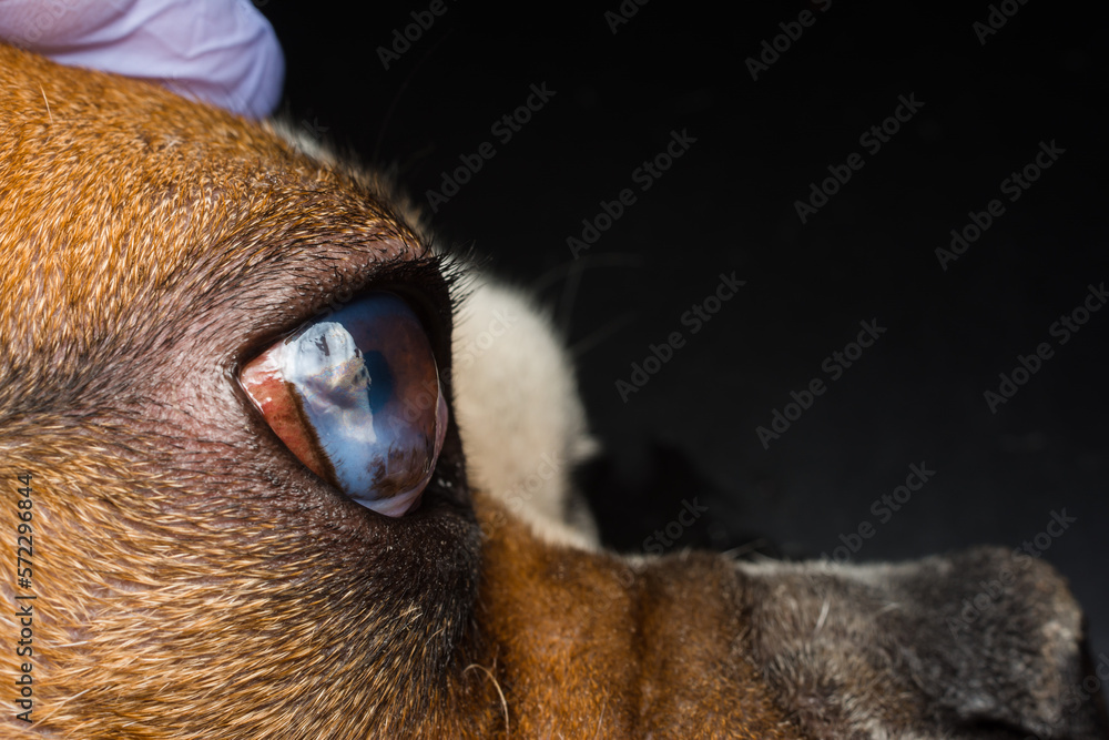 Dog with corneal ulcer. English Bulldog breed Stock Photo | Adobe Stock