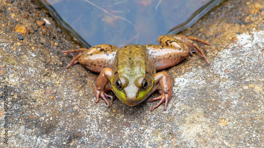 Aquatic Amphibian Southern American Bullfrog Green Pig Frog in Pond ...