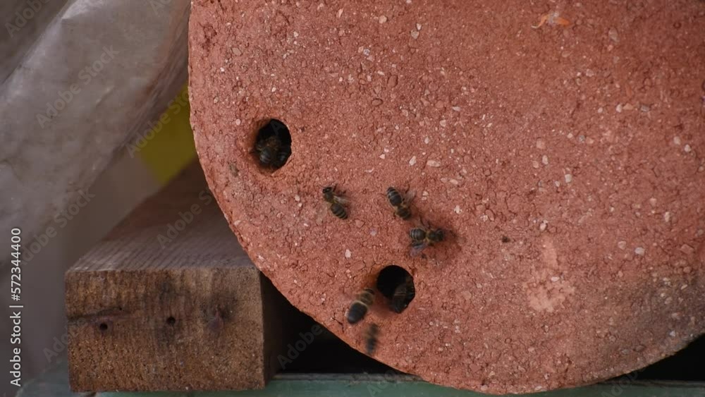 Working Honey bees fly in and out hive, bee colony in mud beehive Stock ...