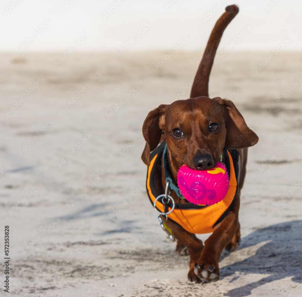 Sesión fotográfica de perro salchicha mini Stock Photo | Adobe Stock