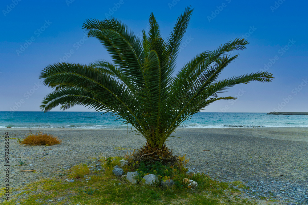 Palmier Phoenix canariensis Stock Photo | Adobe Stock