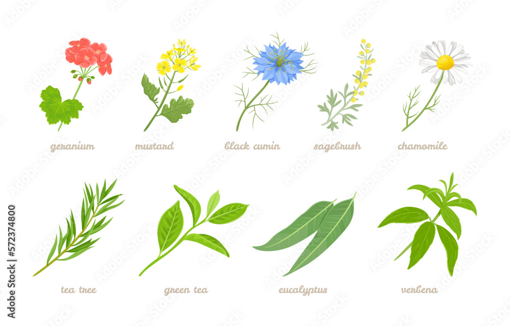 Set of cartoon medicinal herbs, plants and flowers. Vector cartoon flat ...