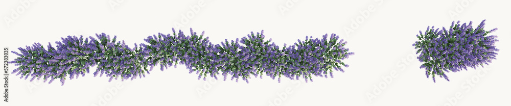 3d lavender flowers plant isolated on white background with 2D plan ...