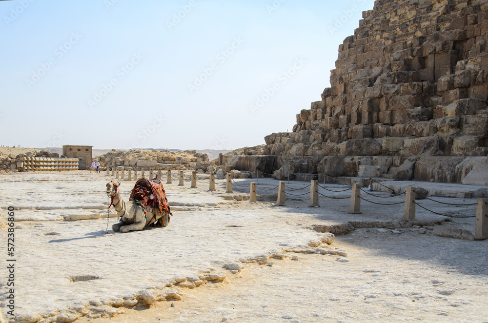 Poster a camel rests under the great pyramid of giza. Egypt – Wall Art ...