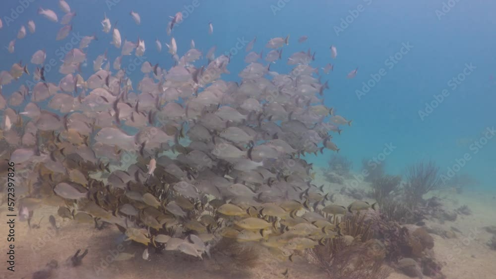 Stockvideon buceando entre banco de peces de diferentes especies en ...