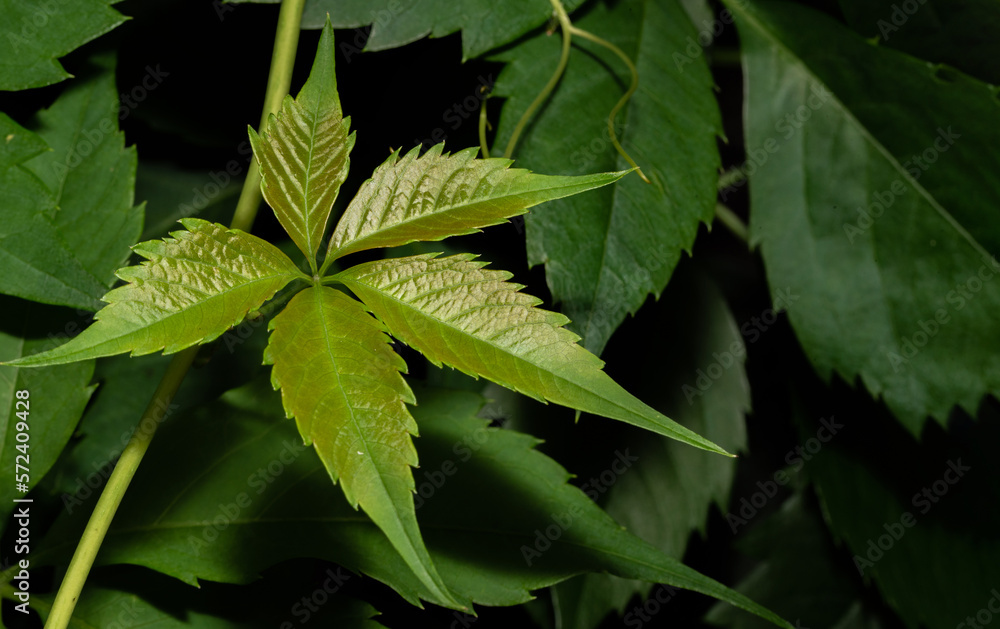 Young leaves of Virginia Ivy in close-up isolated against a dark ...