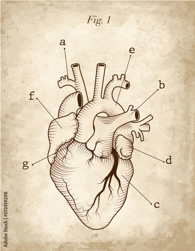 anatomical chart of human heart, anterior view, engraving modern style ...
